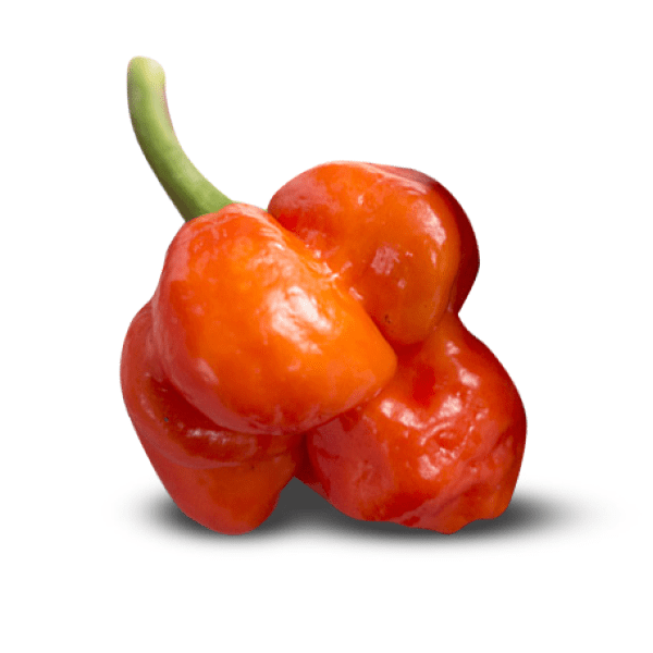 7 Pot Pepper Seeds | Pepper Joe’s