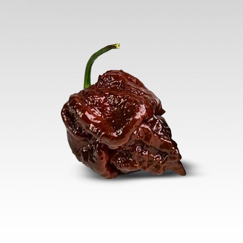 7 Pot Pepper Seeds | Pepper Joe’s