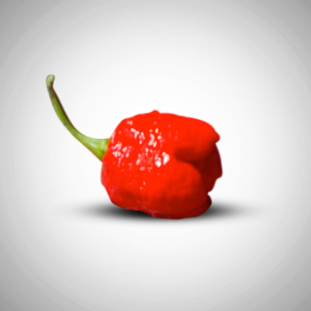 7 Pot Pepper Seeds | Pepper Joe’s