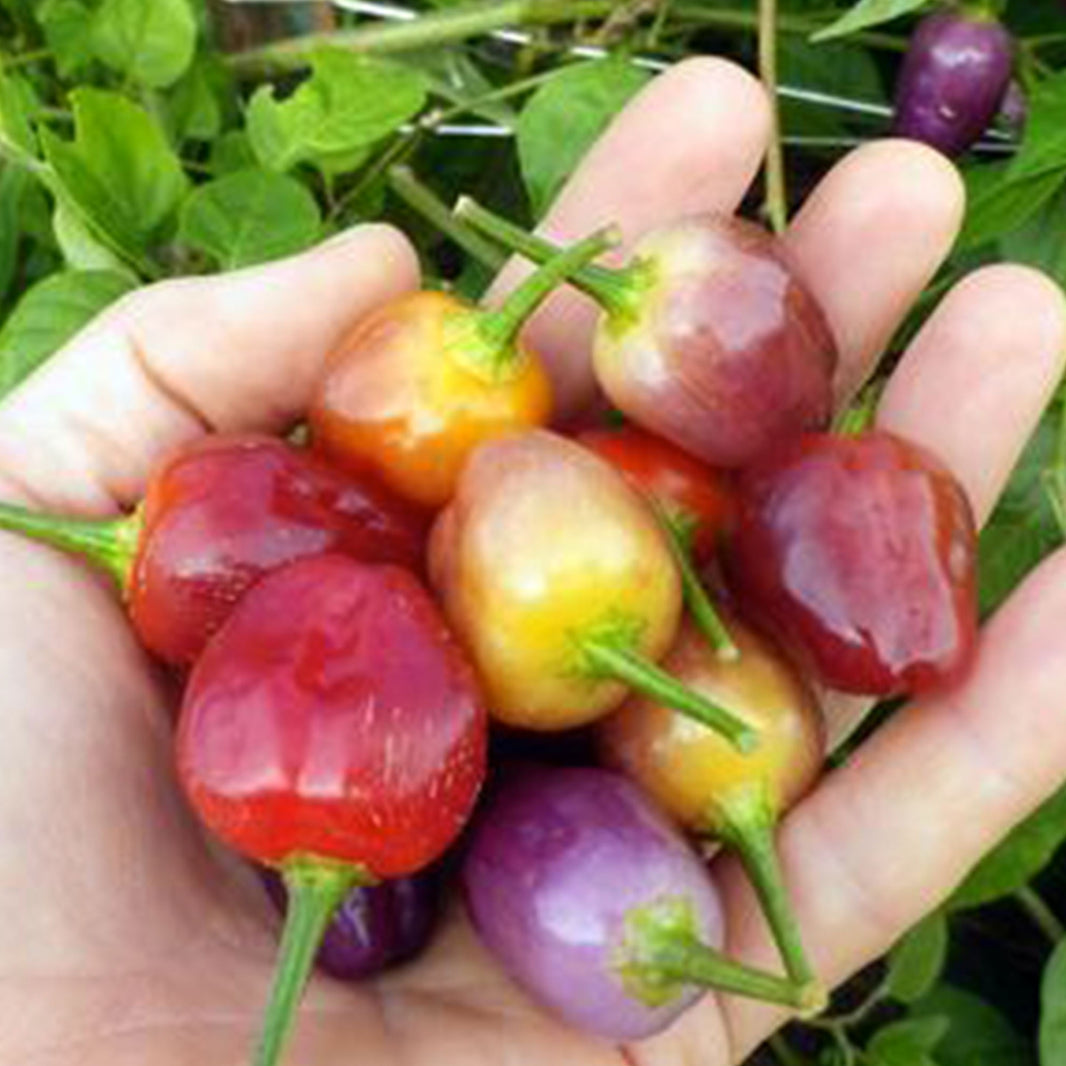 Aji Pepper Seeds | Pepper Joe’s