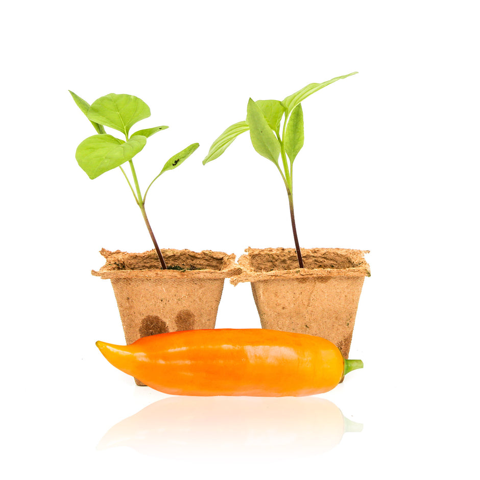 Rare Pepper Plants | Delivered to You | Pepper Joe’s