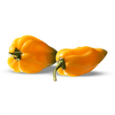Big Sun Habanero Pepper Seeds – Pepper Joe’s