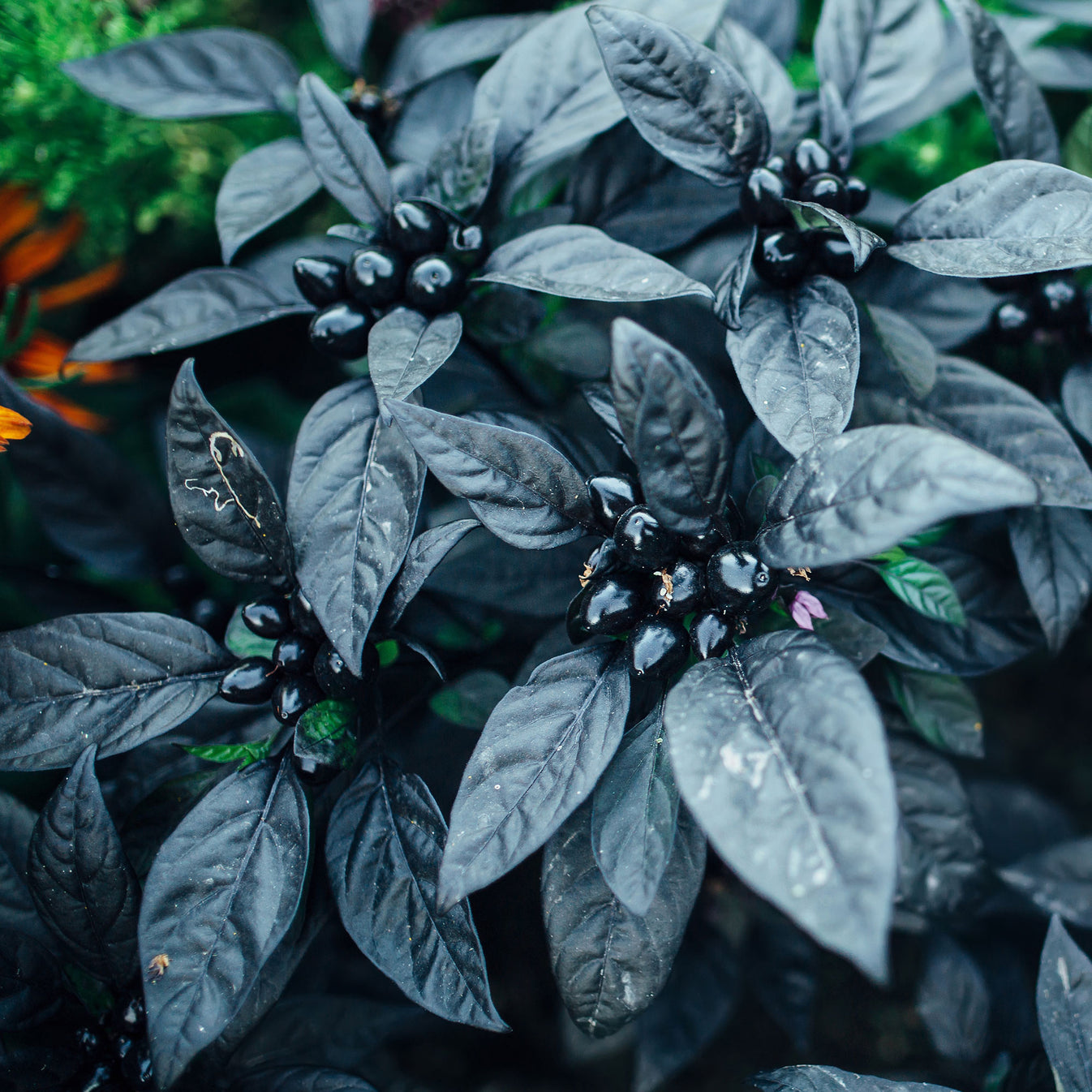 Black Pearl Pepper Seeds – Pepper Joe’s