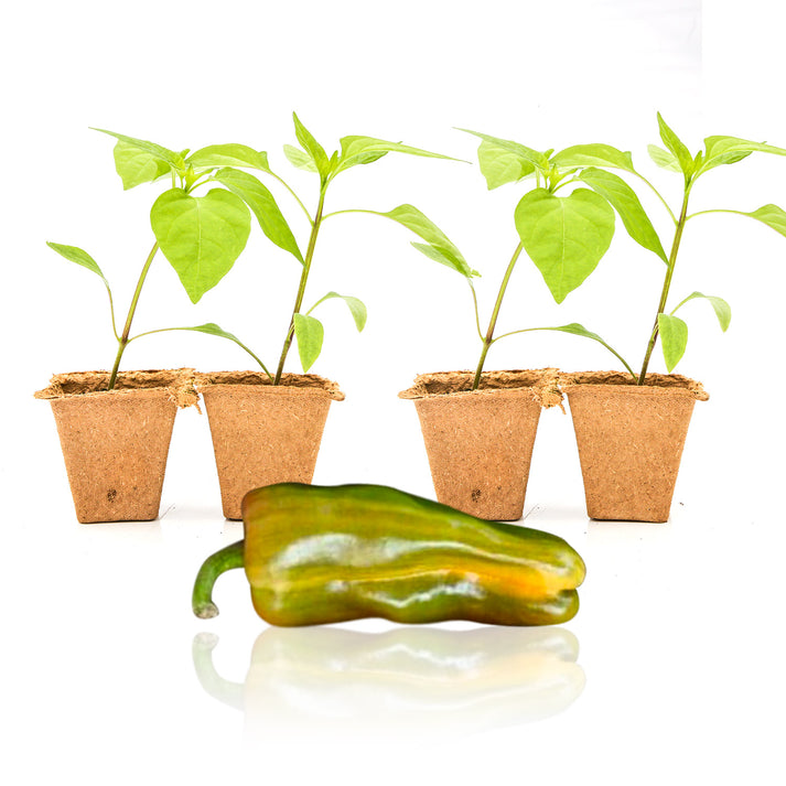 Candy Cane Pepper Plant Seedlings – Pepper Joe’s