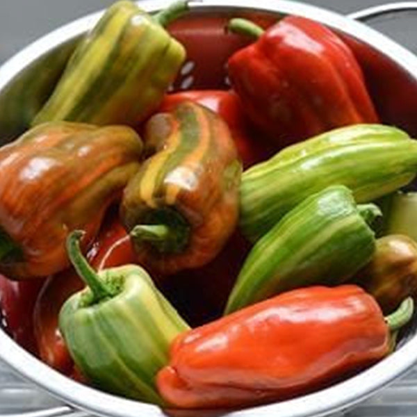 Candy Cane Pepper Seeds – Pepper Joe’s
