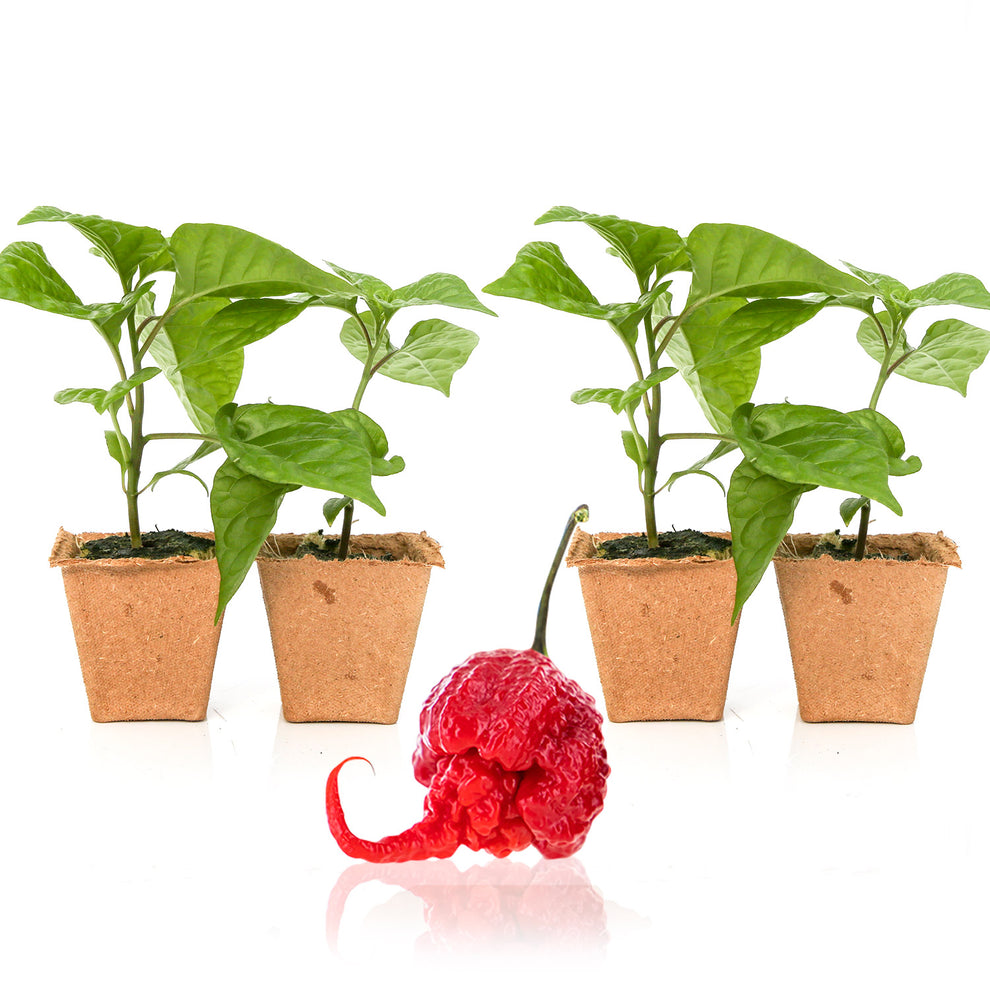 Carolina Reaper Pepper Plants – Pepper Joe’s