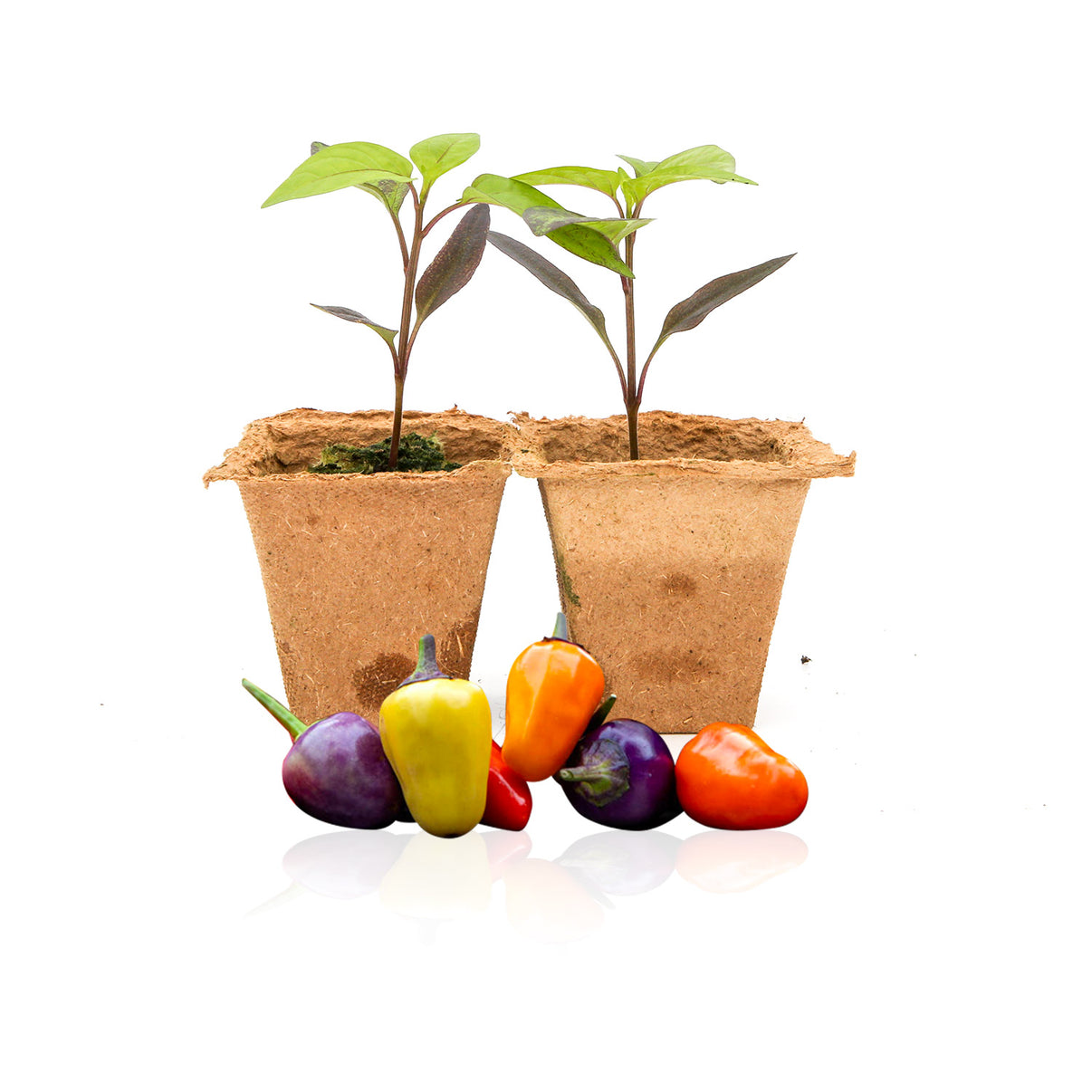 Chinese 5 Color Pepper Plants – Pepper Joe’s