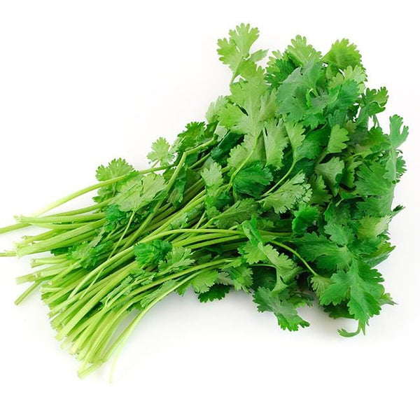 Cruiser Cilantro Seeds – Pepper Joe’s