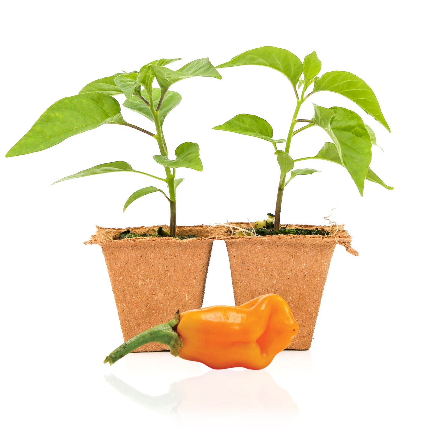 Datil Pepper Plants – Pepper Joe’s