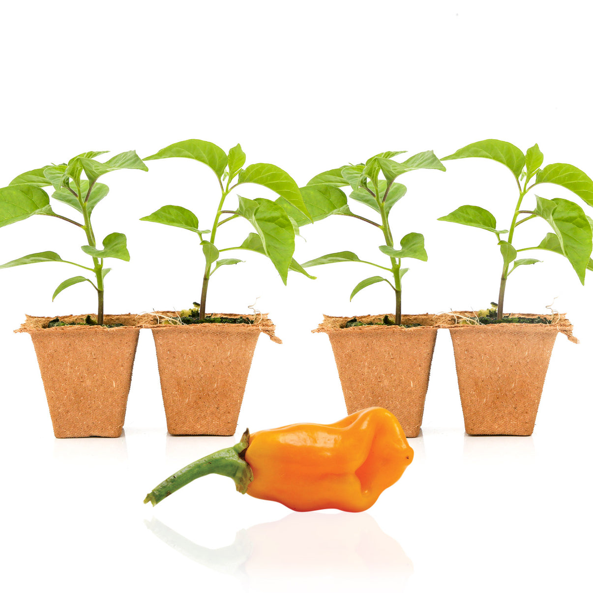 Datil Pepper Plants – Pepper Joe’s