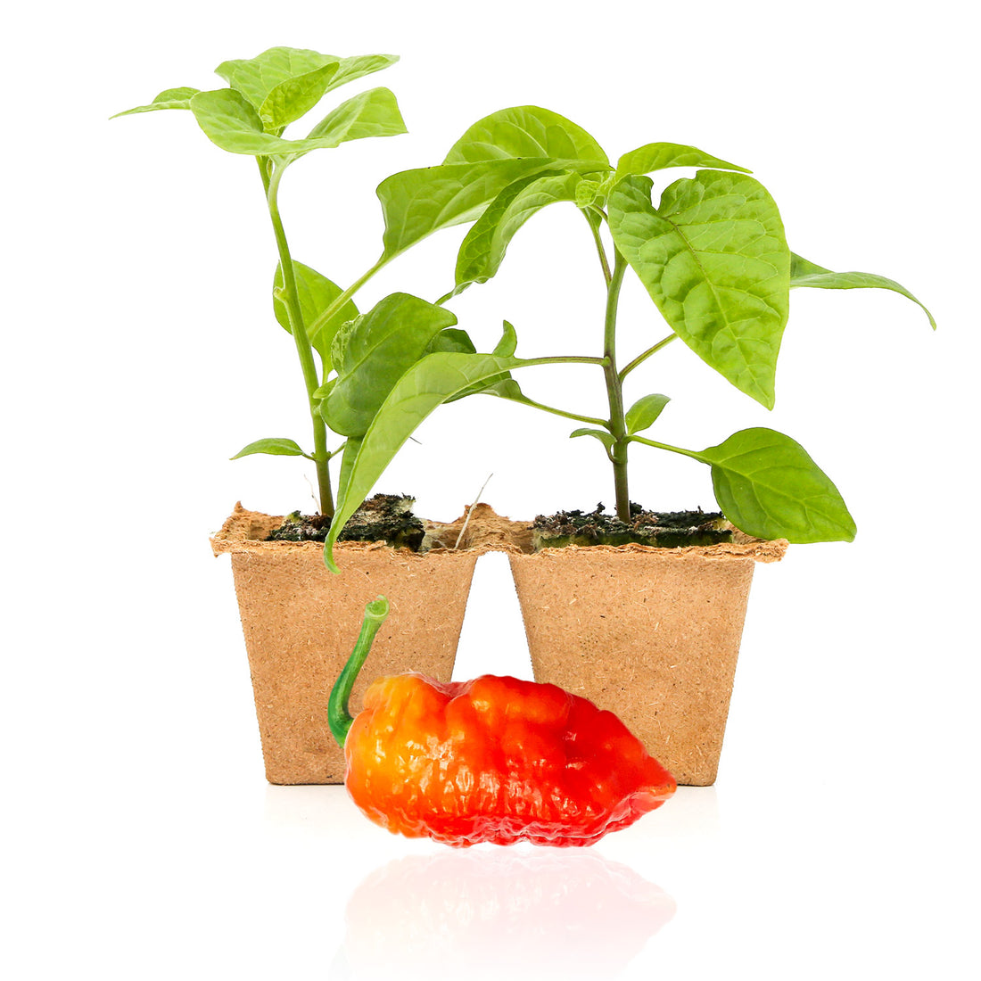 Death Spiral Pepper Plants – Pepper Joe’s