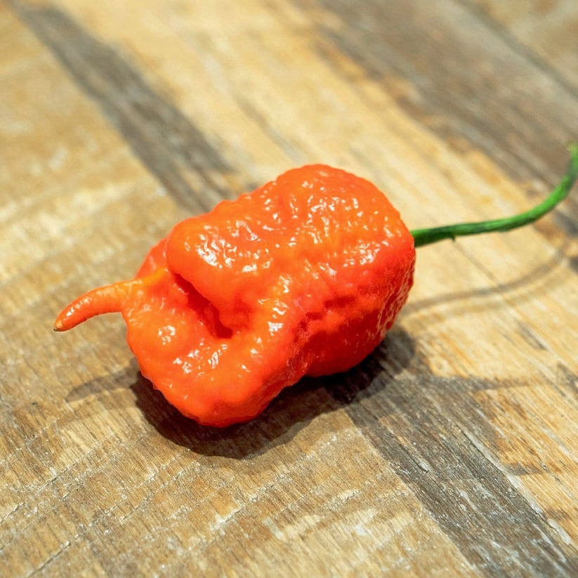 Death Spiral Pepper Seeds – Pepper Joe’s