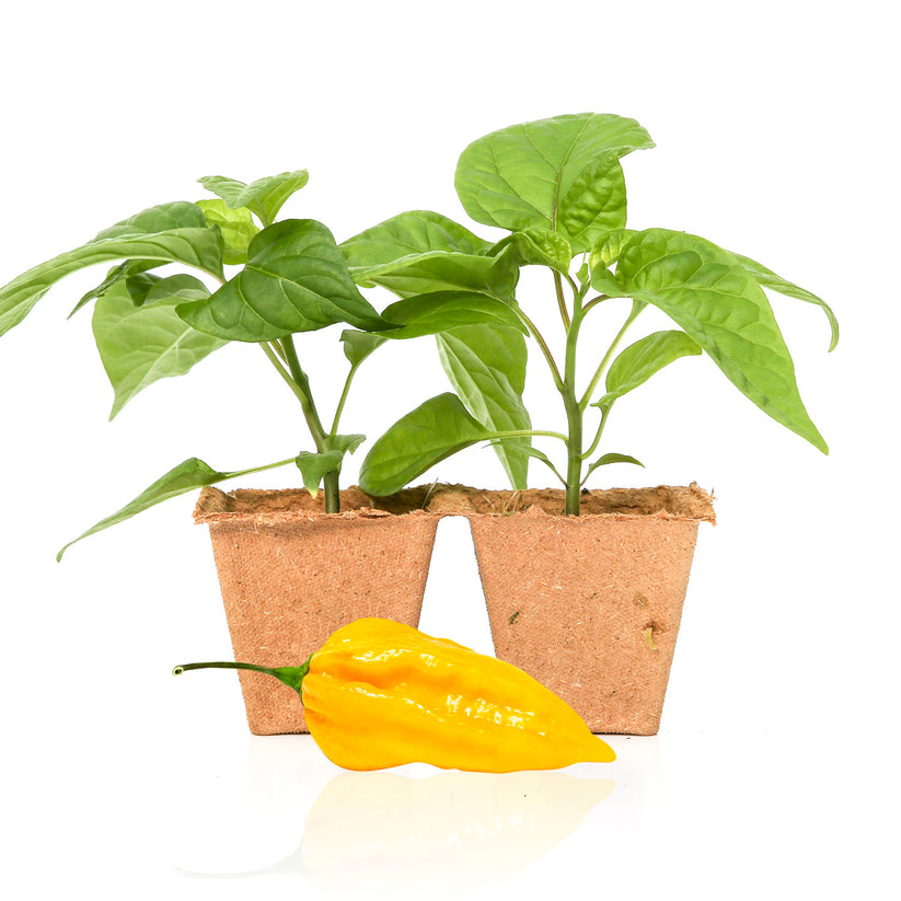 Fatalii Pepper Plants – Pepper Joe’s