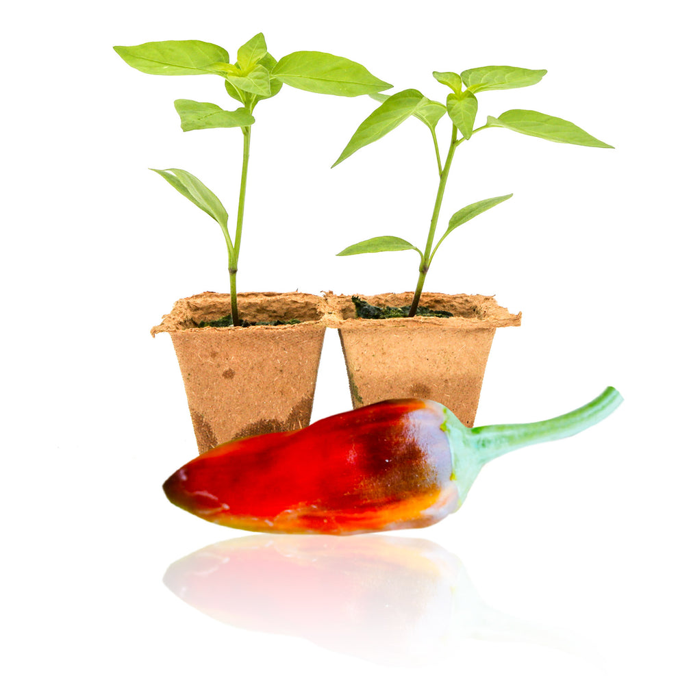 Fish Pepper Plants – Pepper Joe’s
