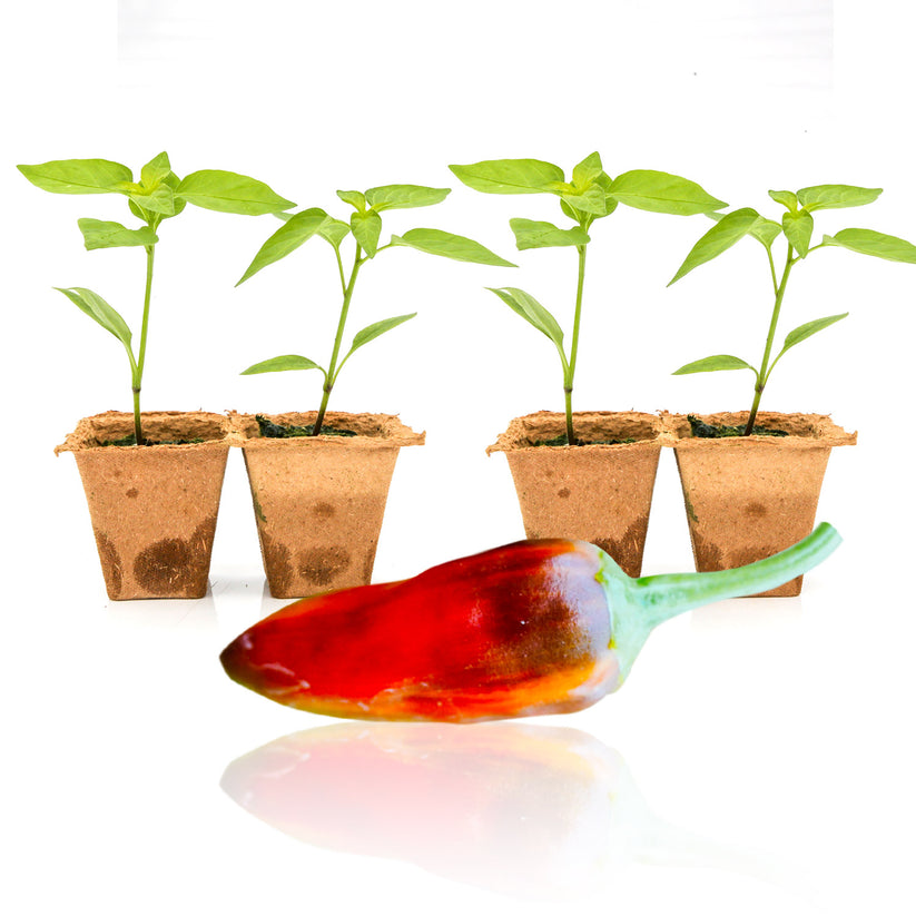 Fish Pepper Plants – Pepper Joe’s