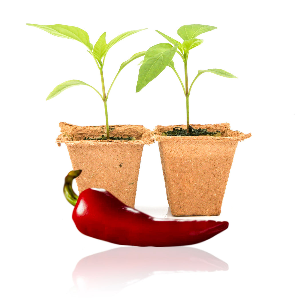 Heirloom Pepper Plants | Delivered to You | Pepper Joe’s