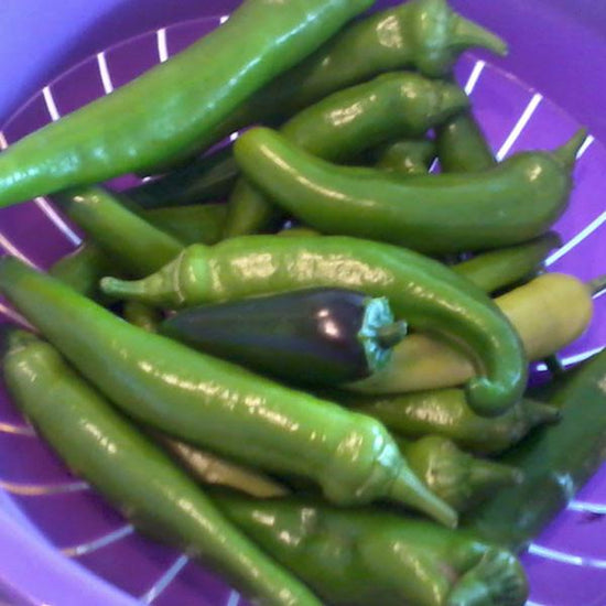 Fushimi Sweet Pepper Seeds – Pepper Joe’s
