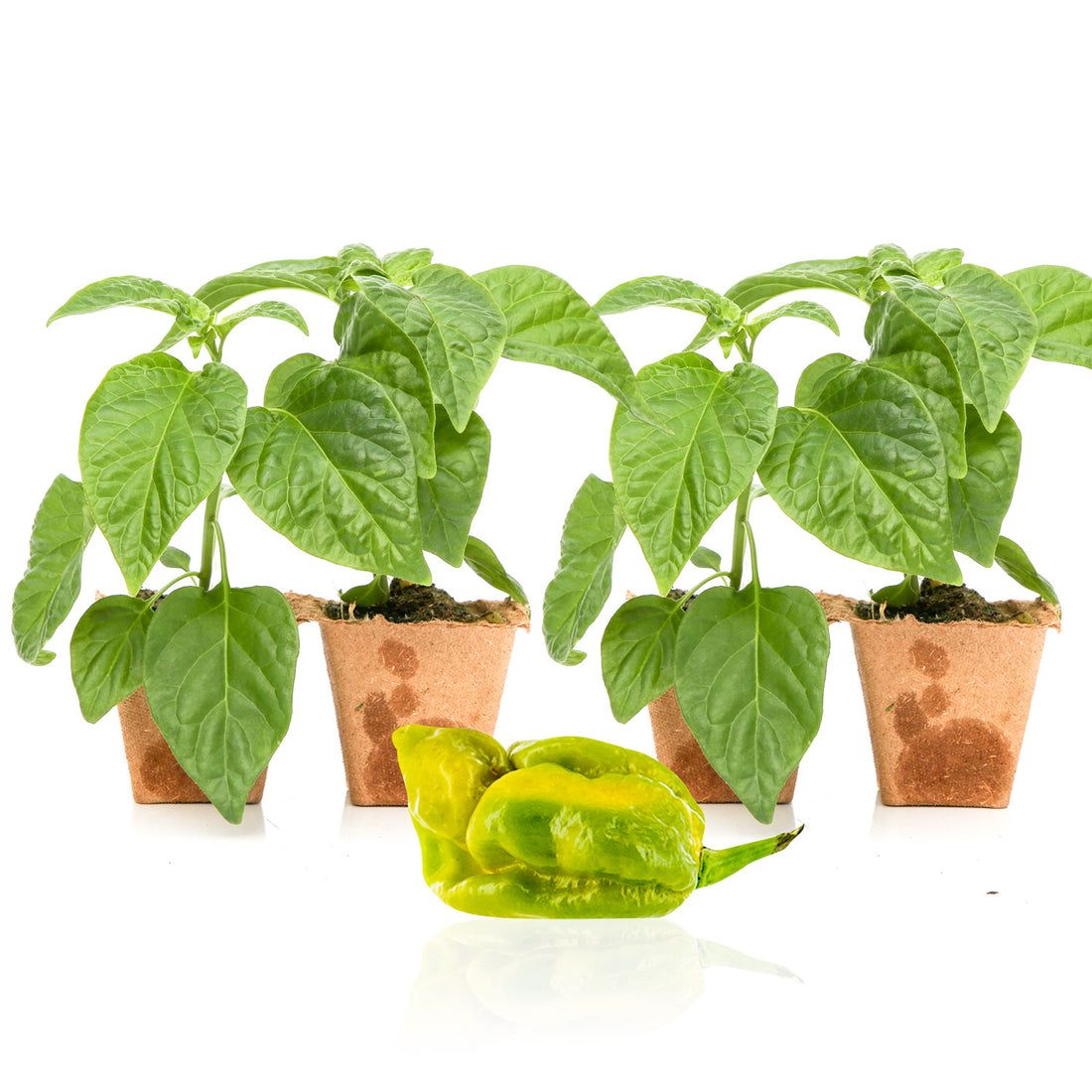 Gator Jigsaw Pepper Plants – Pepper Joe’s