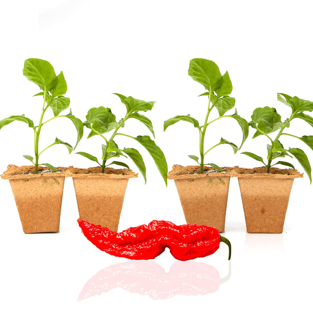 Ghost Pepper Plants – Pepper Joe’s