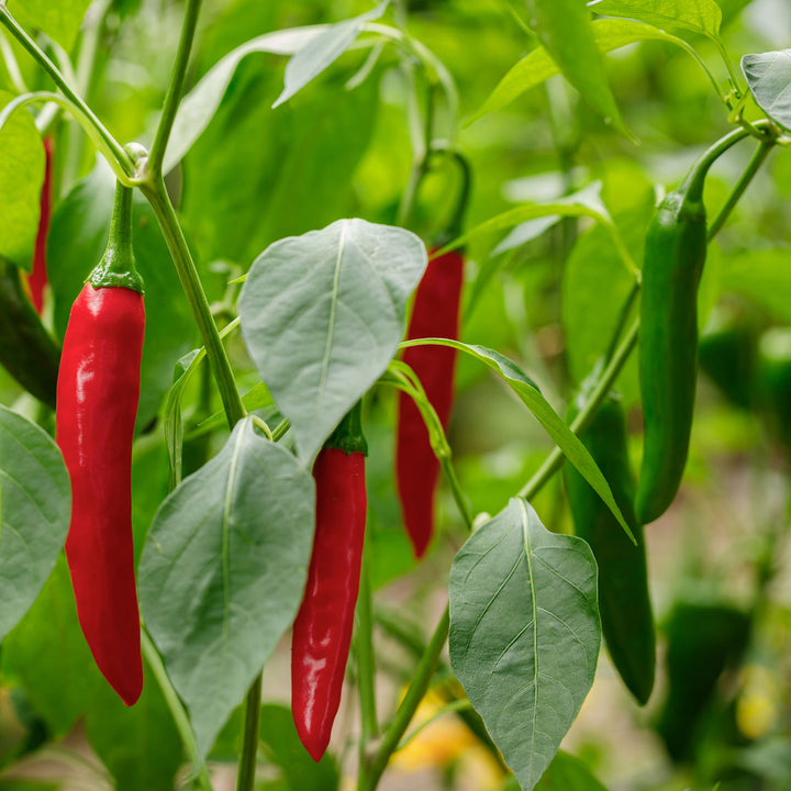 Hybrid Pepper Seeds | Pepper Joe’s