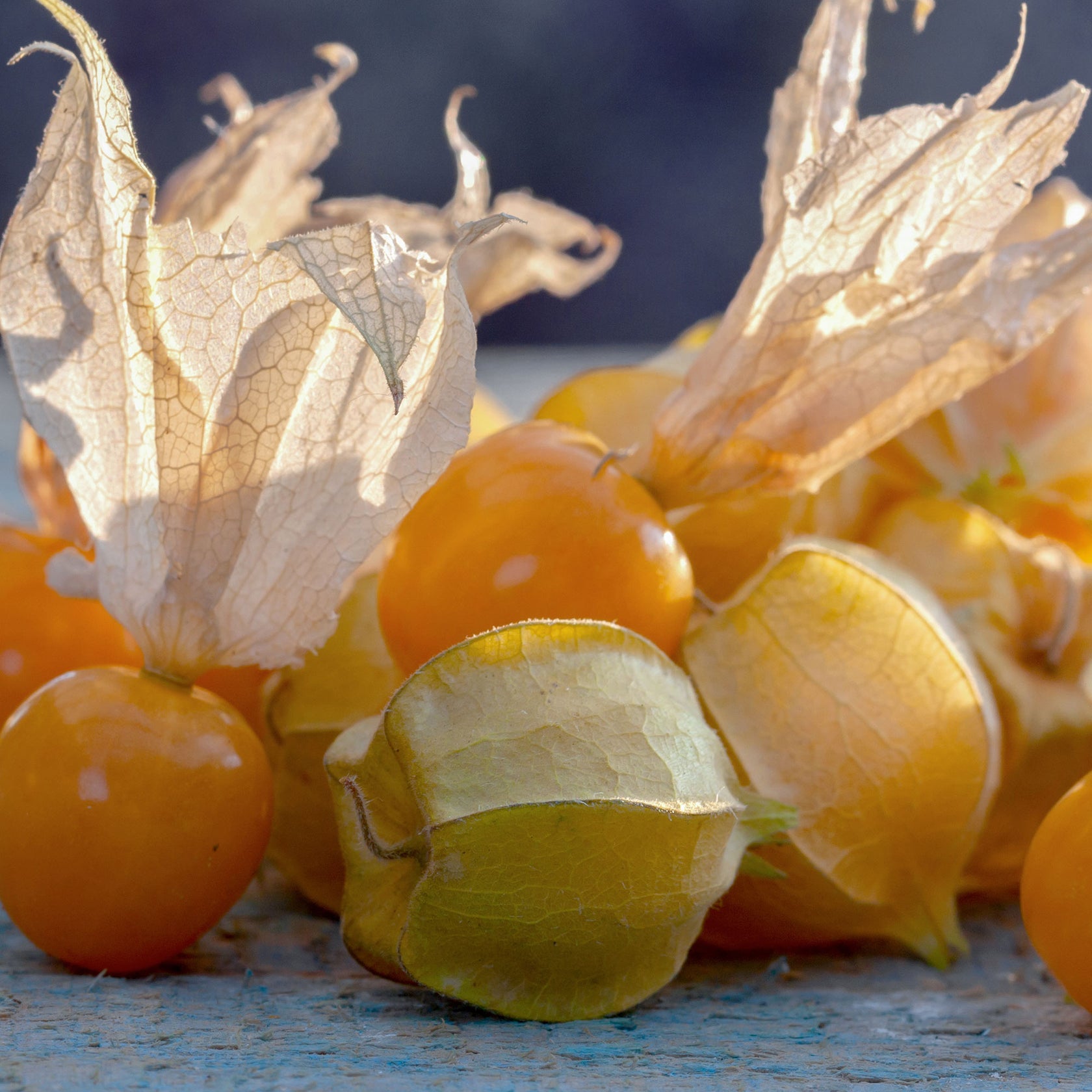 Goldie Husk Tomatillo Seeds – Pepper Joe’s