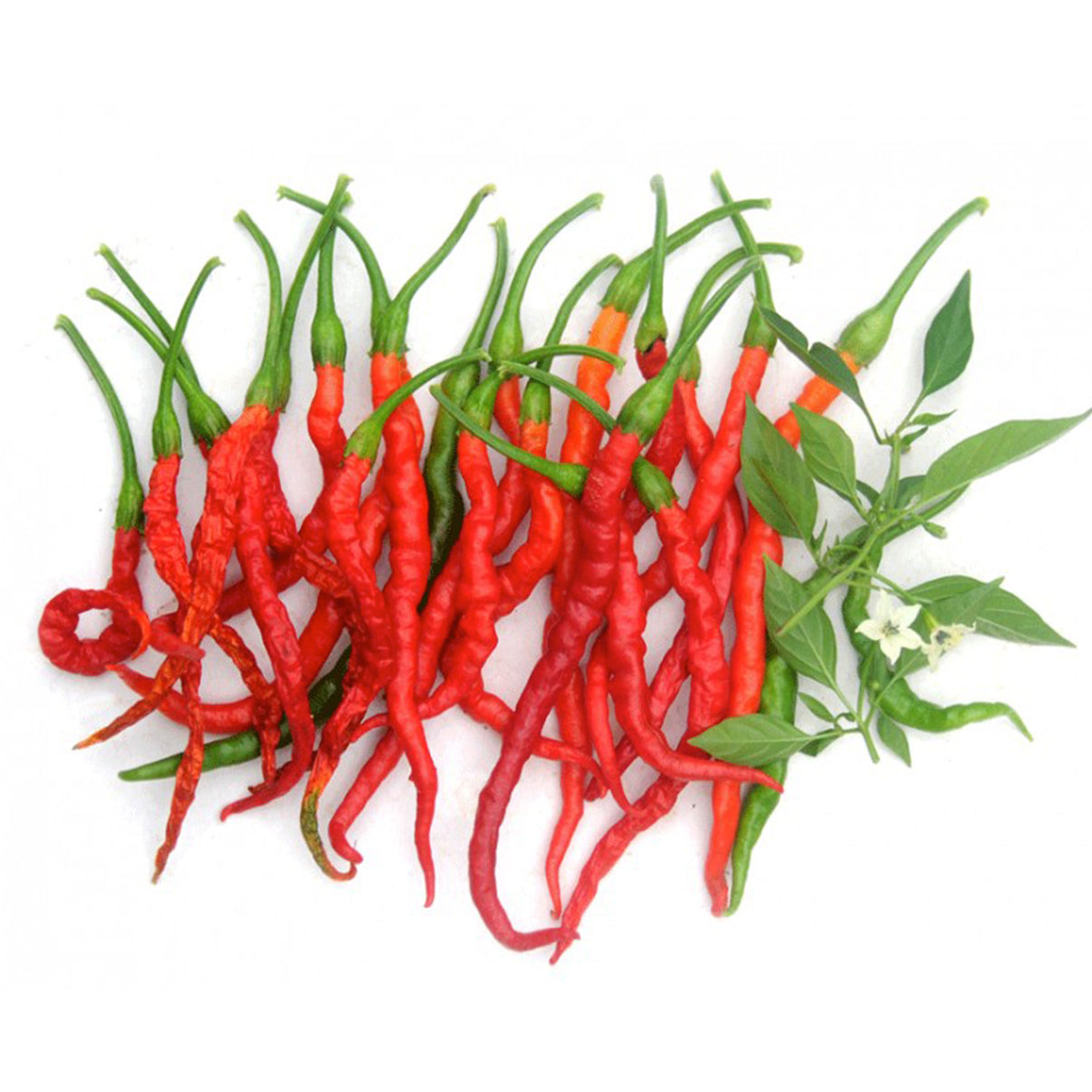Himo Togarashi Pepper Seeds – Pepper Joe’s