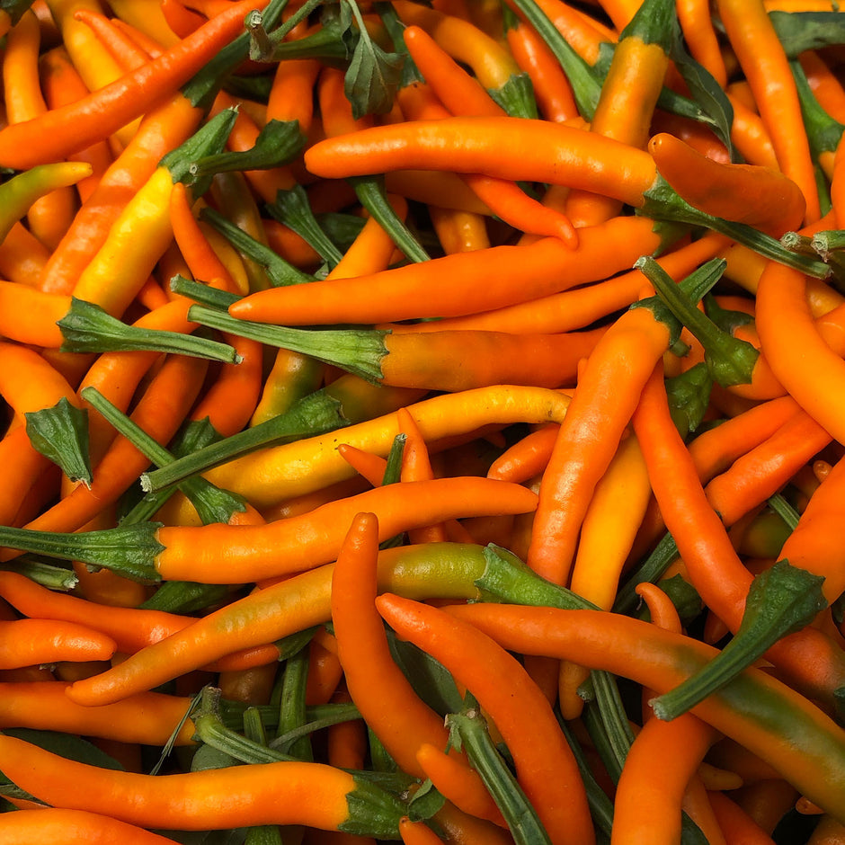 Cayenne Pepper Seeds | Pepper Joe’s