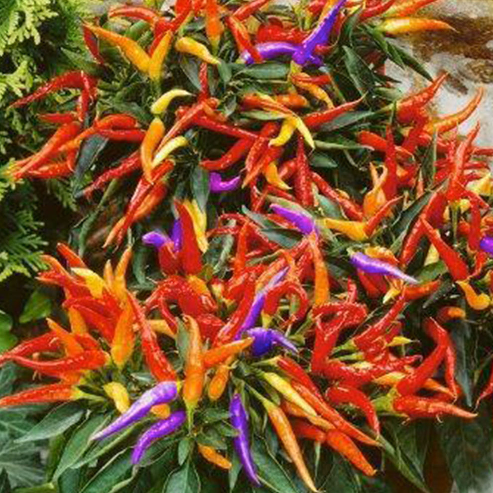 Fireworks Pepper Seeds – Pepper Joe’s