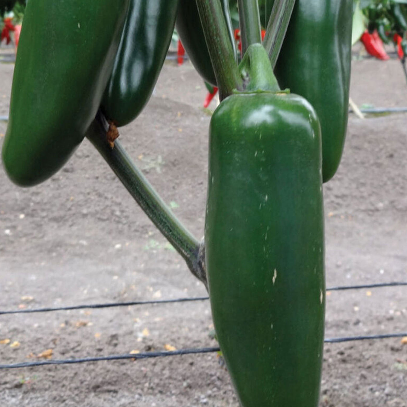 Jedi Jalapeno F1 Pepper Seeds – Pepper Joe’s