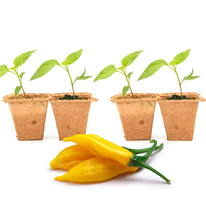 Lemon Drop Pepper Plants – Pepper Joe’s
