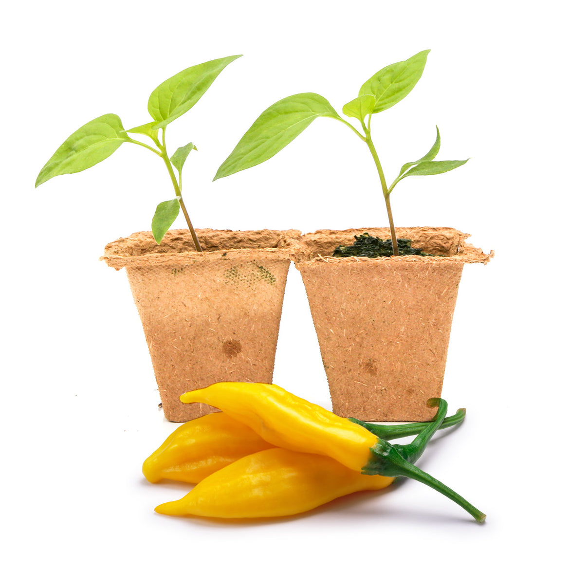 Lemon Drop Pepper Plants – Pepper Joe’s