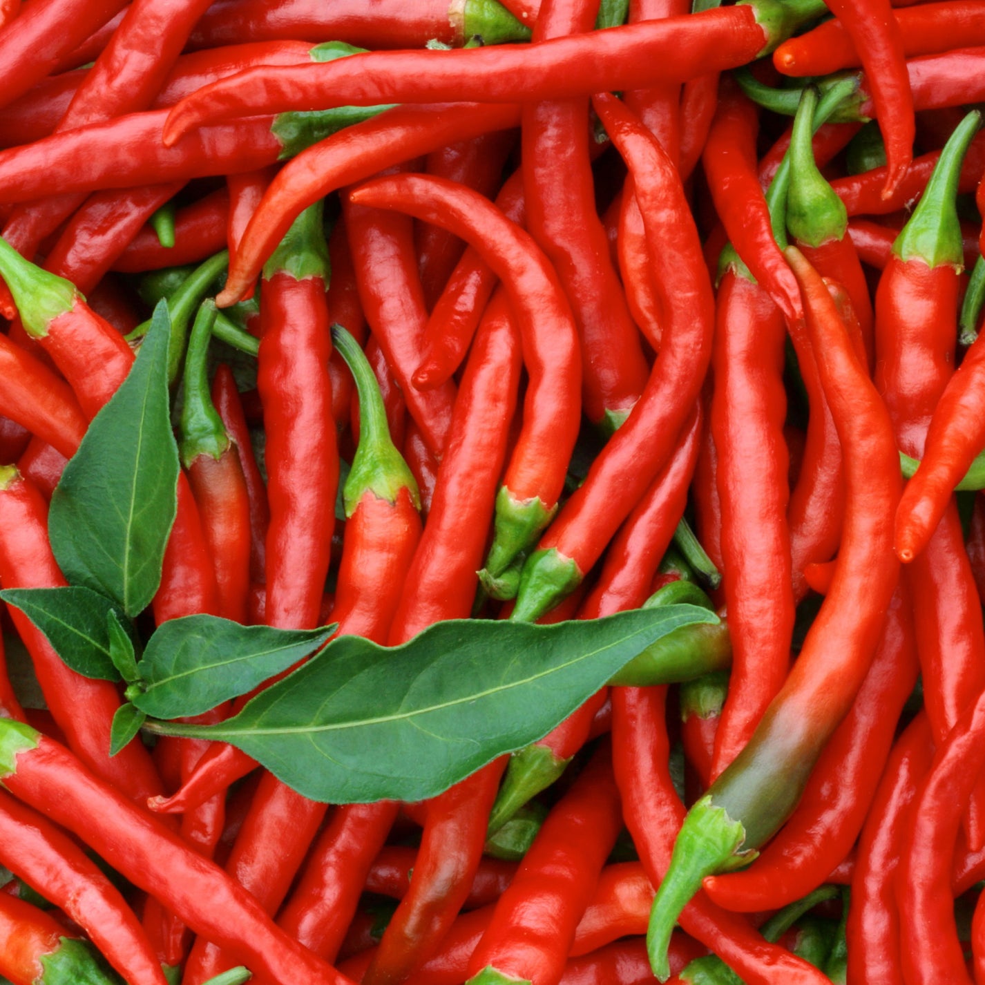 Lombok Pepper Seeds – Pepper Joe’s