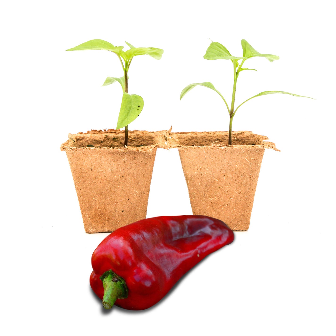 Marconi Giant Pepper Plants – Pepper Joe’s