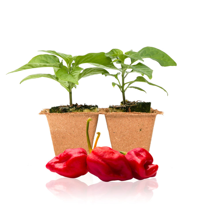 Live Hot Pepper Plants | Delivered to Your Door | Pepper Joe’s