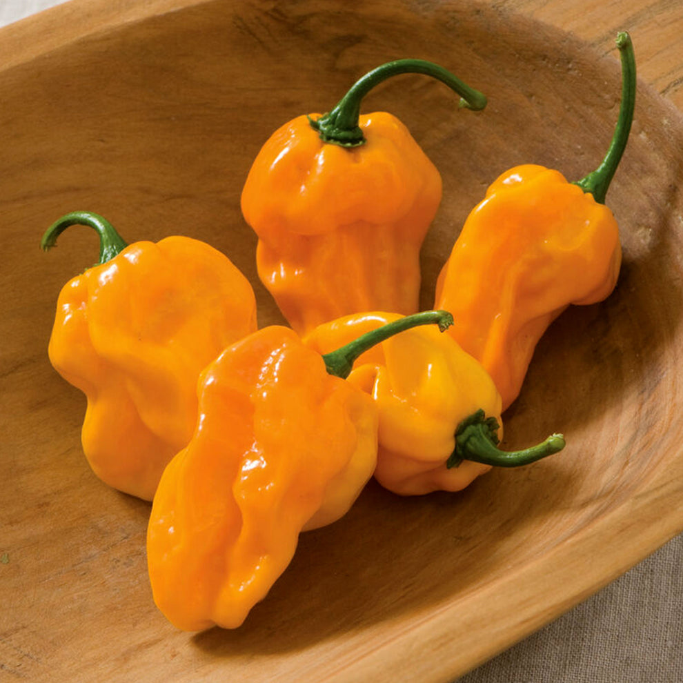 NuMex Suave Orange Pepper Seeds – Pepper Joe’s