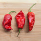 King Naga Pepper Seeds – Pepper Joe’s