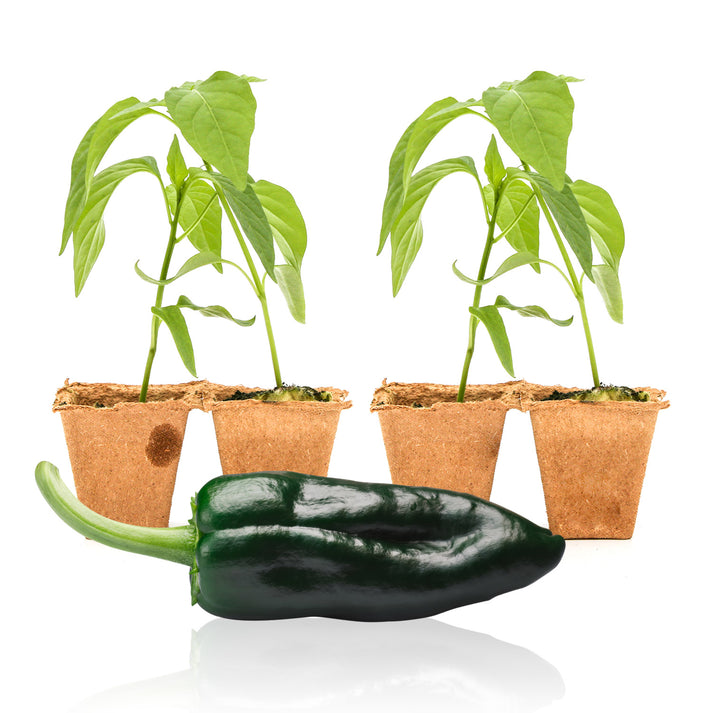 Ancho Poblano Pepper Plants – Pepper Joe’s