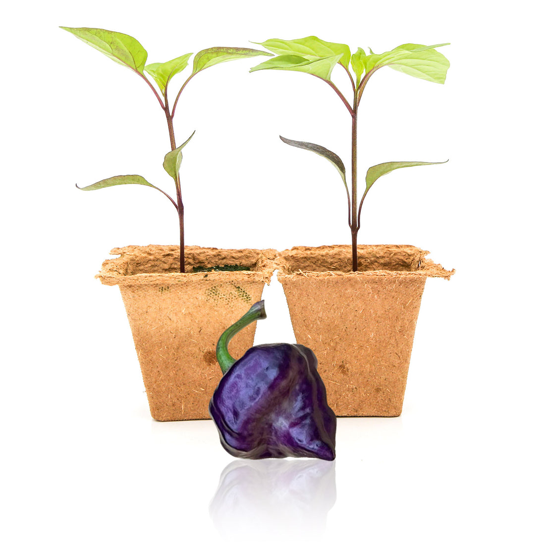 Purple UFO Pepper Plants – Pepper Joe’s