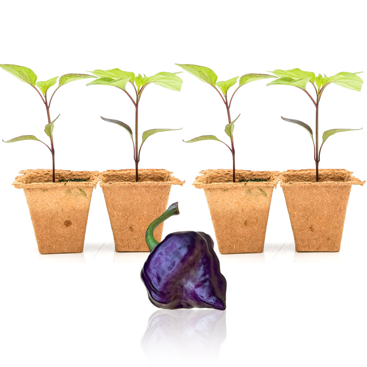 Purple UFO Pepper Plants – Pepper Joe’s