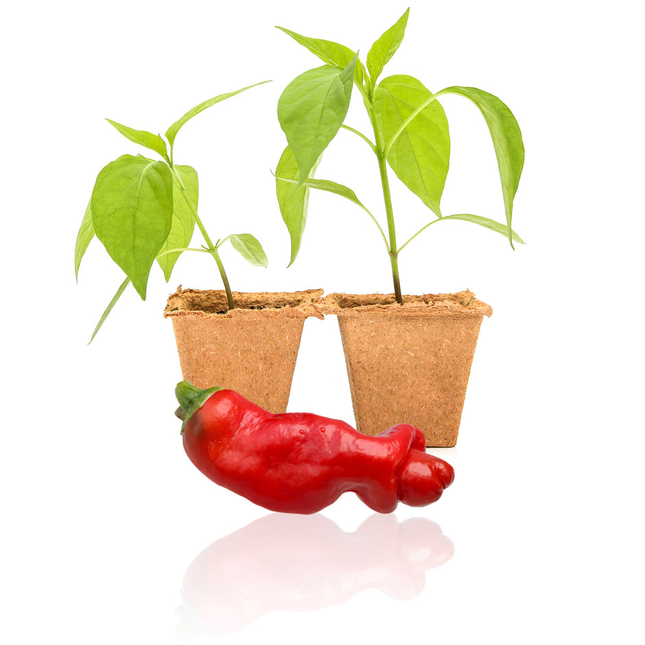 Live Hot Pepper Plants | Delivered to Your Door | Pepper Joe’s