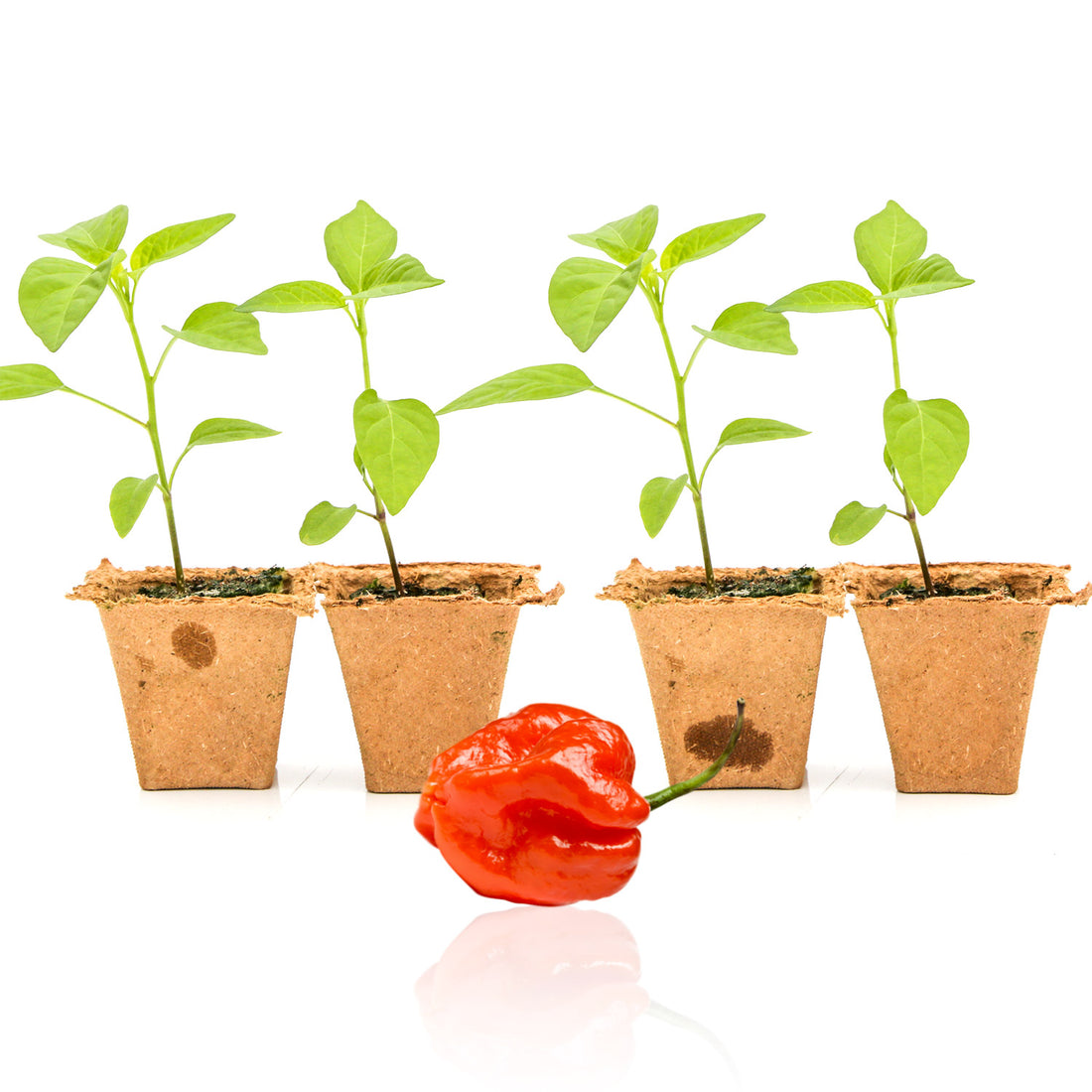 Red Scotch Bonnet Pepper Plants – Pepper Joe’s