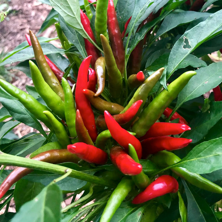 Santaka Hot Japanese Pepper Seeds – Pepper Joe’s
