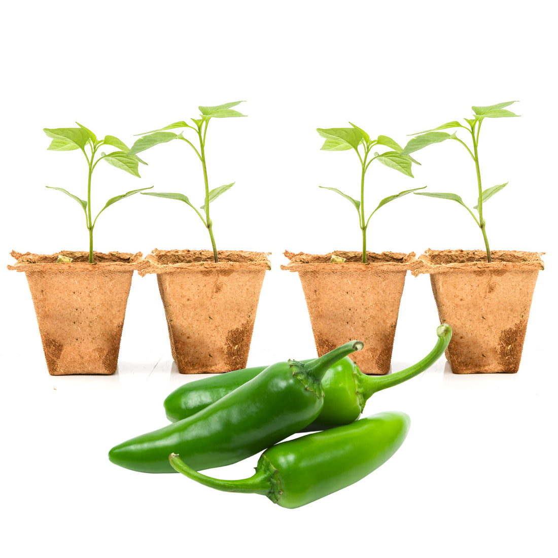 PJ's Serrano Pepper Plant Seedlings – Pepper Joe’s