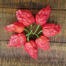 Apocalypse Scorpion Pepper Seeds – Pepper Joe’s