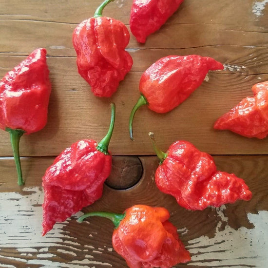 Apocalypse Scorpion Pepper Seeds – Pepper Joe’s