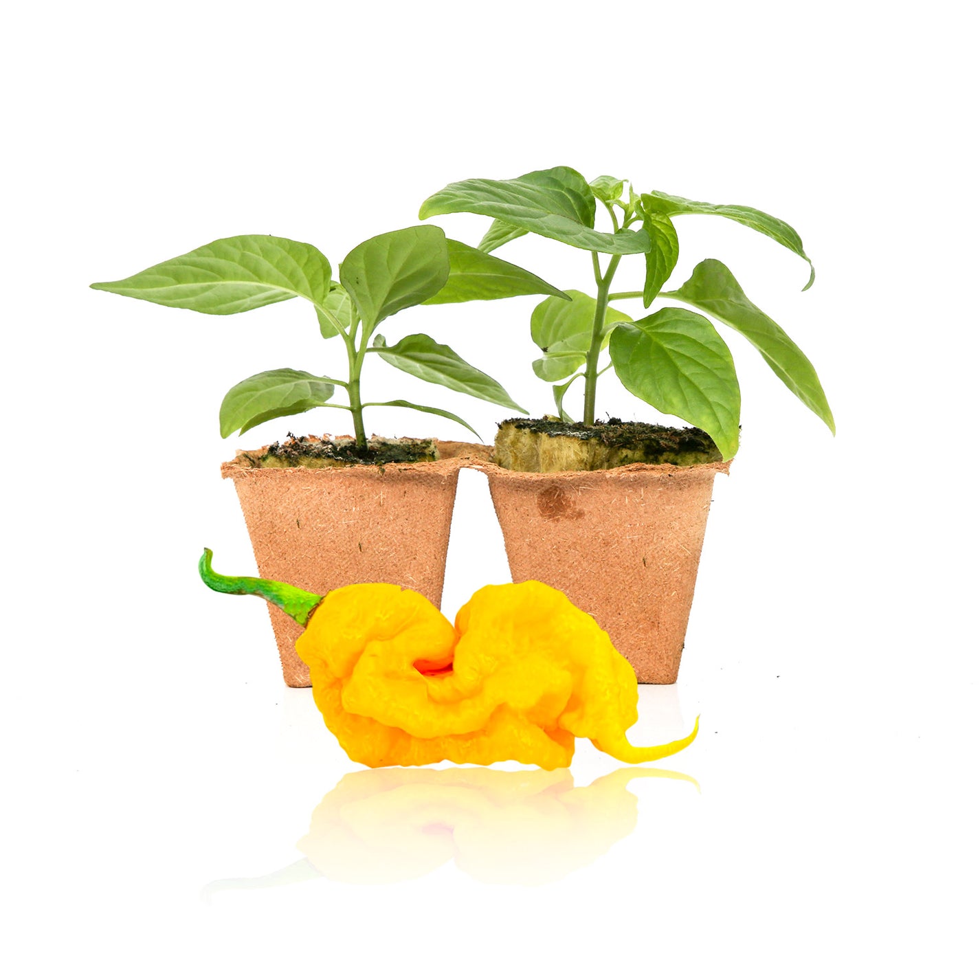T-Rex Yellow Pepper Plants – Pepper Joe’s