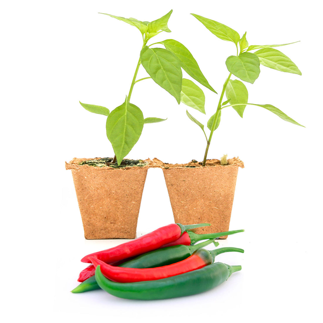 Thai Dragon Pepper Plants – Pepper Joe’s