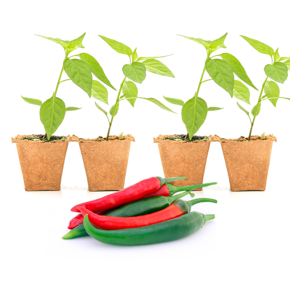 Thai Dragon Pepper Plants – Pepper Joe’s
