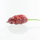 Chocolate Gator Jigsaw Chili Pepper Seeds – Pepper Joe’s