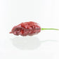 Chocolate Gator Jigsaw Chili Pepper Seeds – Pepper Joe’s